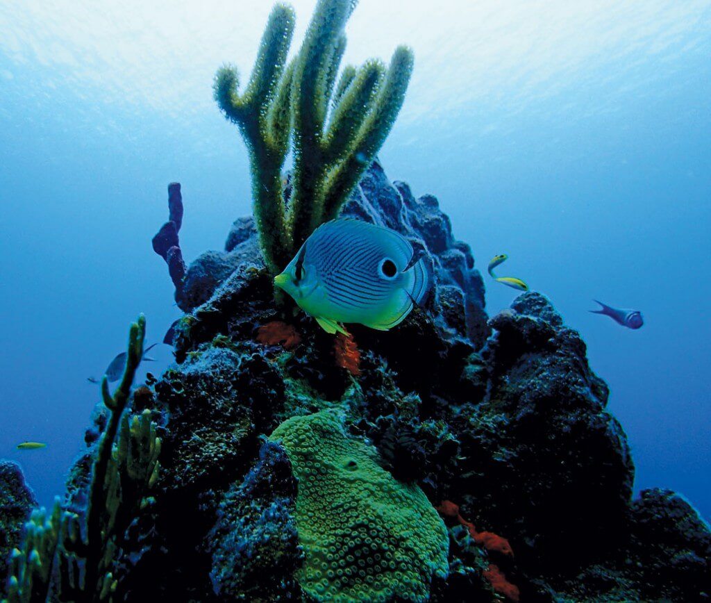 Give Back Vacation: Focus on Fish & Coral Reefs in the Florida Keys ...