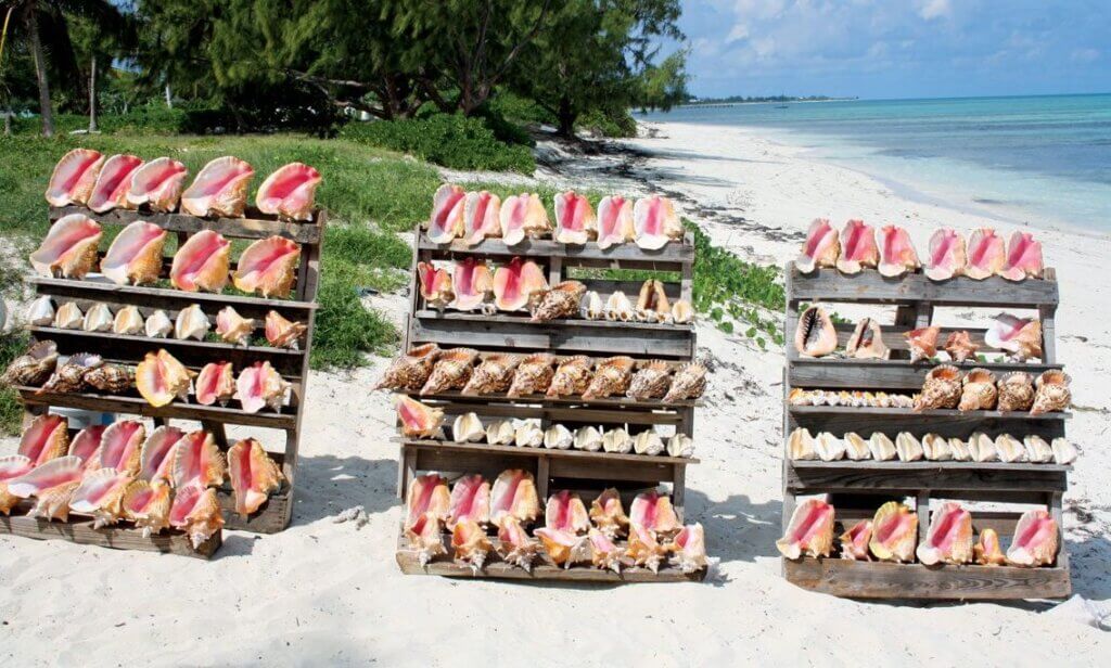 The Conch Business in Turks and Caicos: A Cultural and Culinary Staple ...