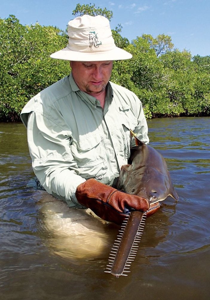 Endangered Sawfish in the Florida Keys: A Call for Public Reporting and ...