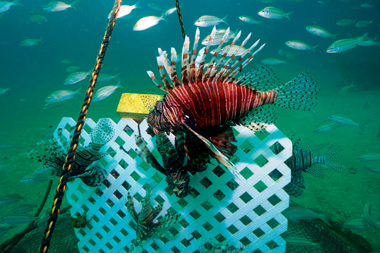 The Gittings Trap for Lionfish Hunters - ALL AT SEA
