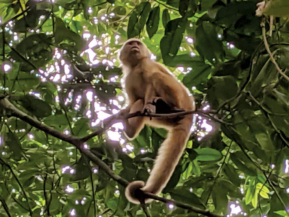 Discovering Trinidad: Top 10 Must-See Attractions for Cruisers - ALL AT SEA