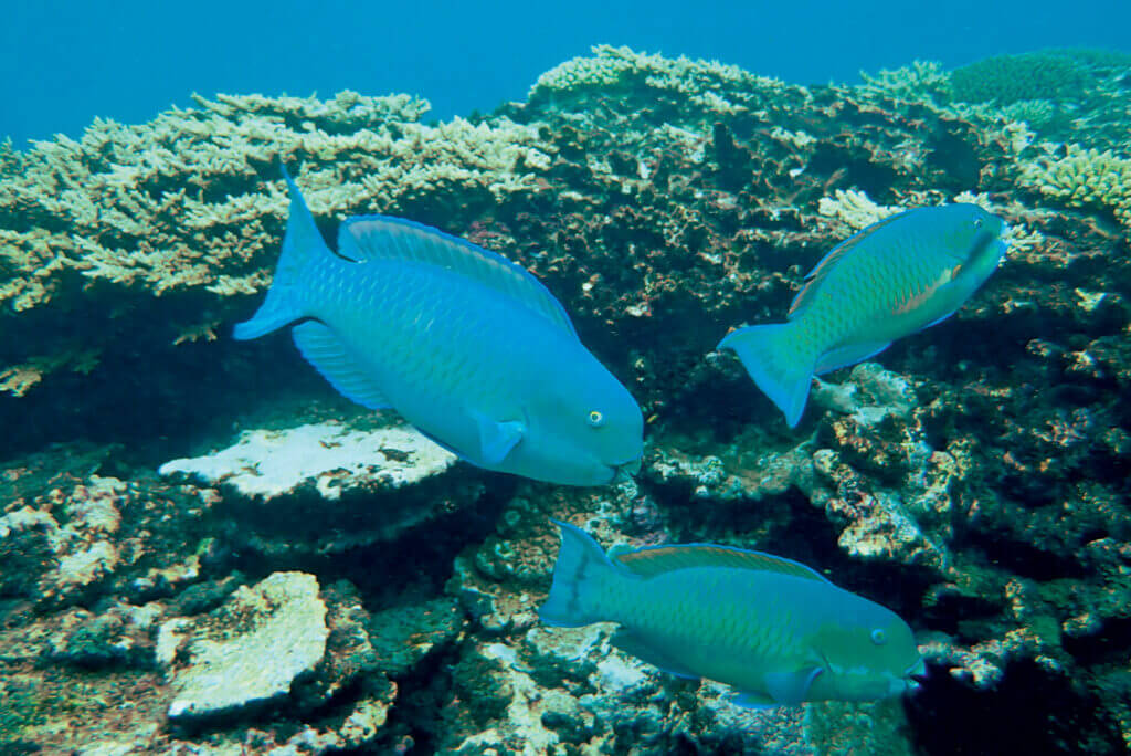 Protecting Parrotfish: A Key to Coral Reef Survival in the Caribbean ...