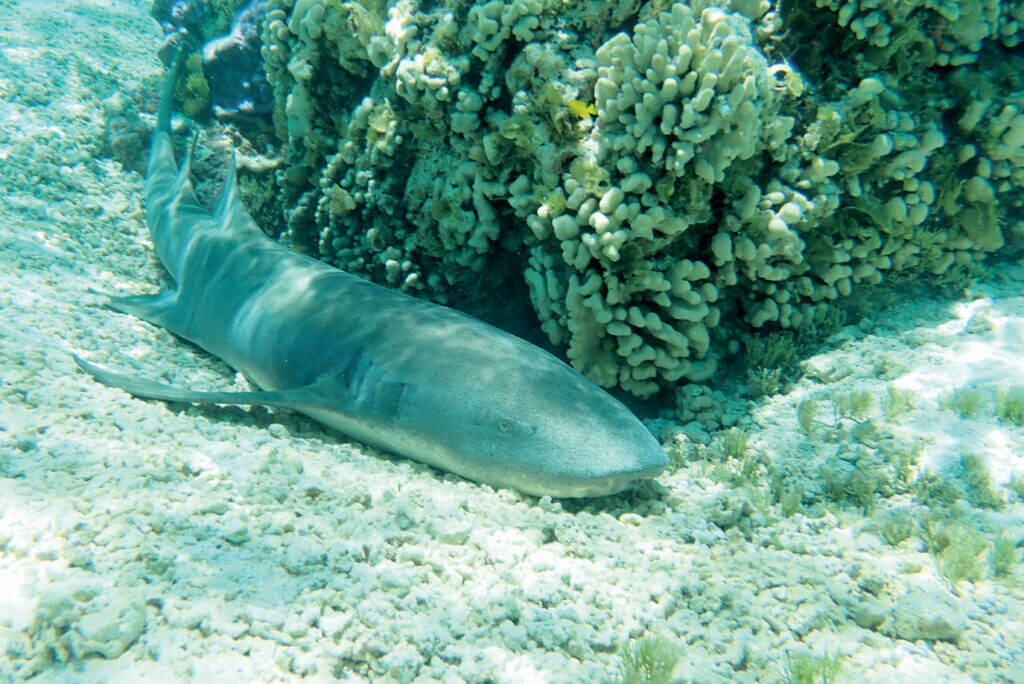 Fearless Encounters: How to Safely Swim with Sharks - ALL AT SEA