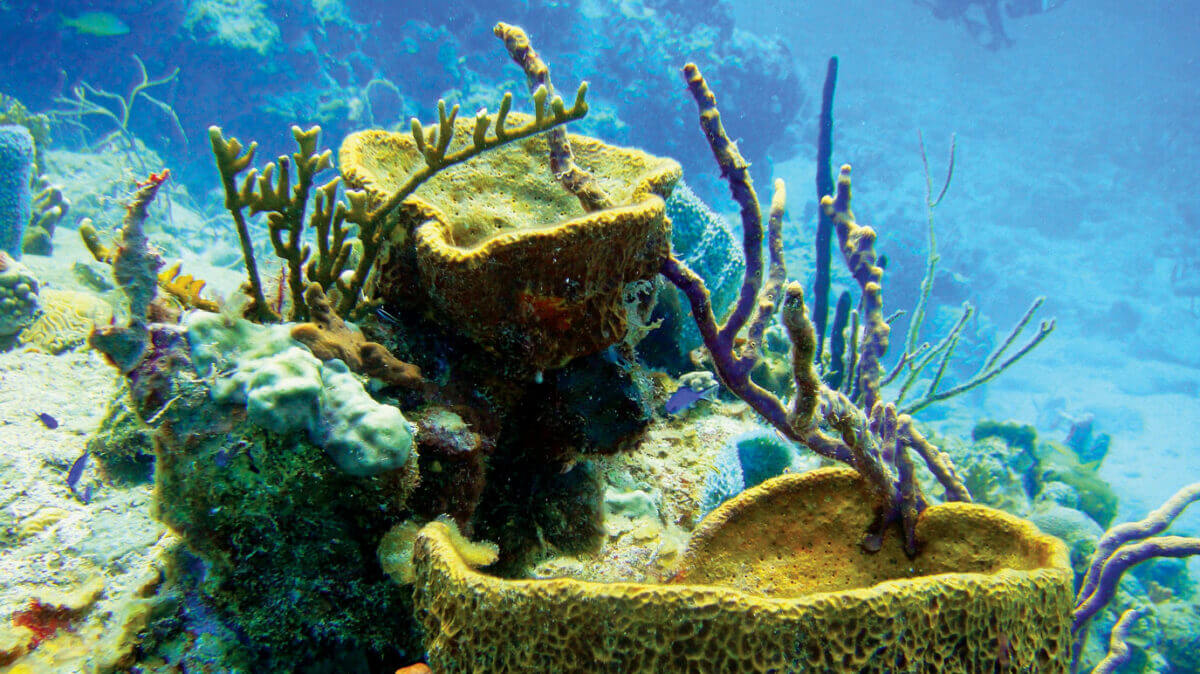 Coral Reefs and Climate Change: Why Protecting Coral is Vital to Planet ...