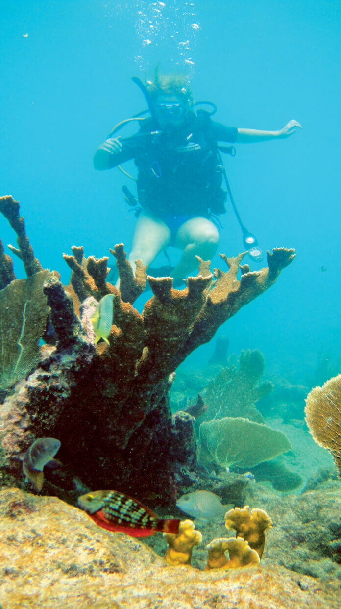 Coral Reefs and Climate Change: Why Protecting Coral is Vital to Planet ...