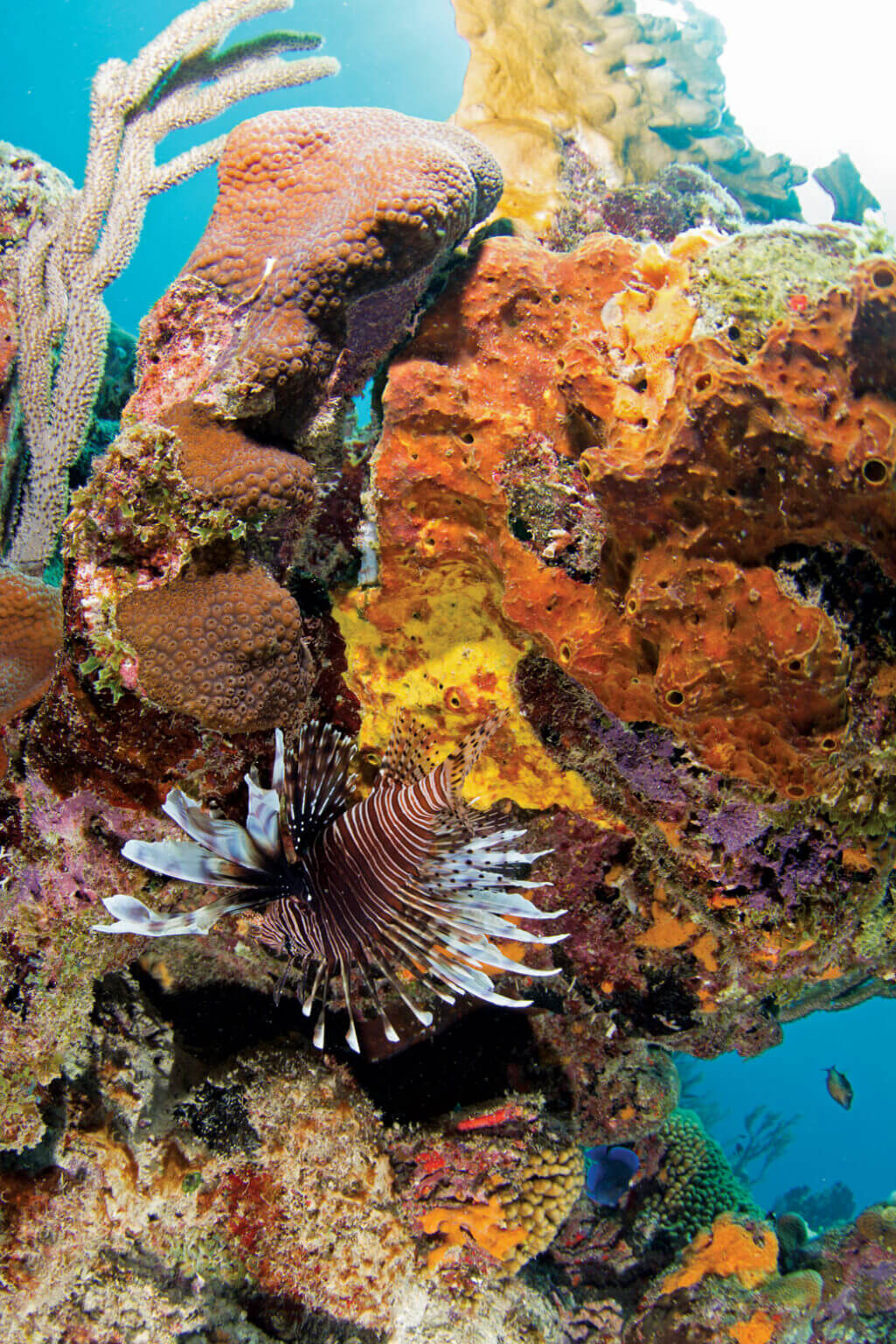 Pretty, Deadly, Delicious: The Lionfish Invasion and How You Can Help ...