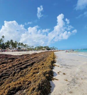 2026 Sargassum Forecast Shows Rising Atlantic Seaweed Levels as New ...