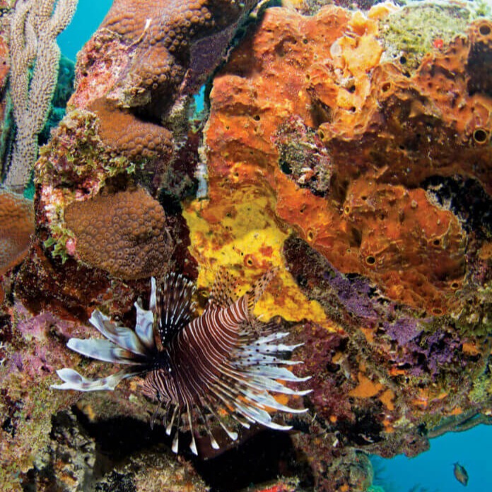 Redonda: A Caribbean Island's Remarkable Transformation from Barren ...